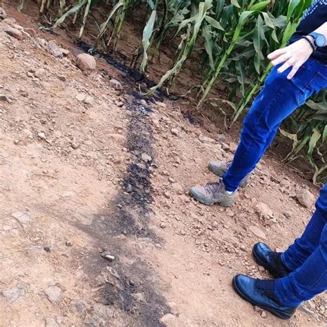 Portal O Novo Oeste Corpo é entrado carbonizado em área Rural entre