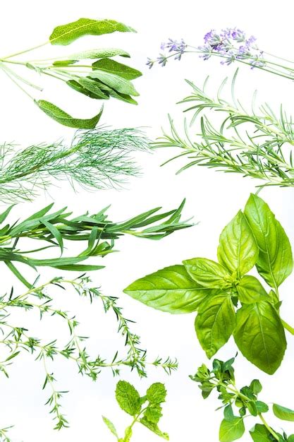 Variedad De Hierbas Arom Ticas Plantas Apetitosas Frescas Y Con Sabor