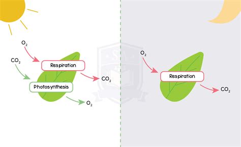 2 8 Gas Exchange In Plants Studia Academy Resources