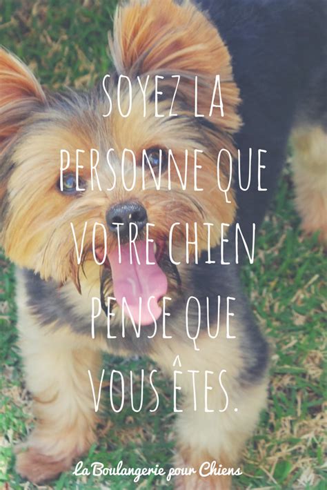 Citations Sur Les Chiens LaBoulangeriePourChiens