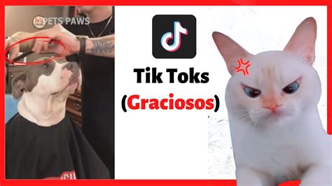 Tik Toks de PERROS y GATOS Recopilación Mejores Videos Parte 1