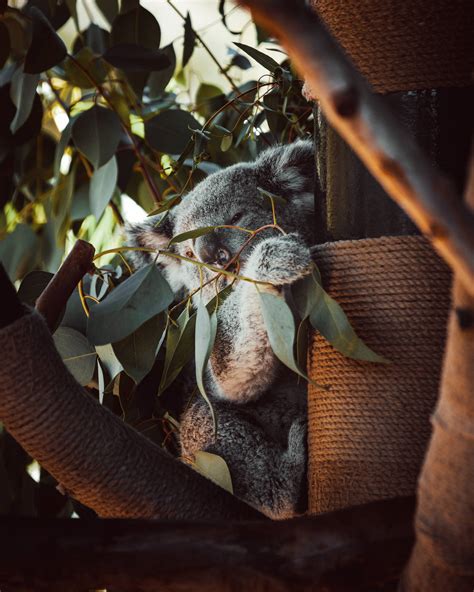 Top 999 Koala Wallpaper Full HD 4K Free To Use