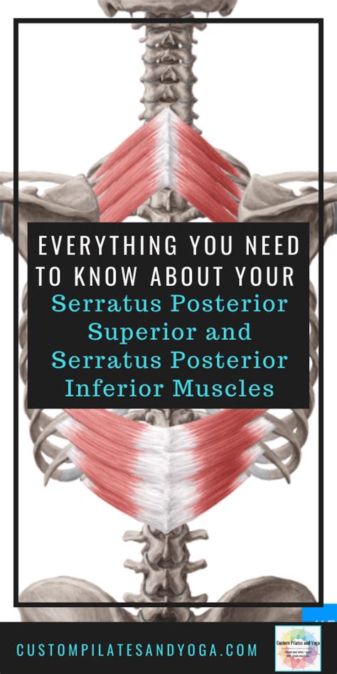 Everything You Need To Know About Your Serratus Posterior Superior And