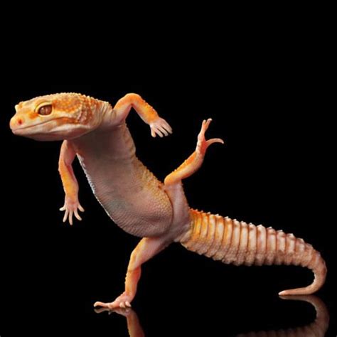 Dancing Funny Lizards Cute Reptiles Lizard