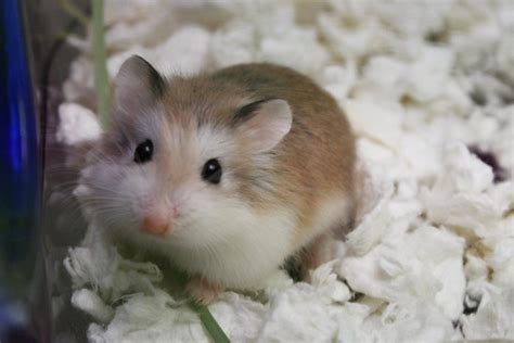 Křeček Roborovského Phodopus roborovskii ChovZvířat cz