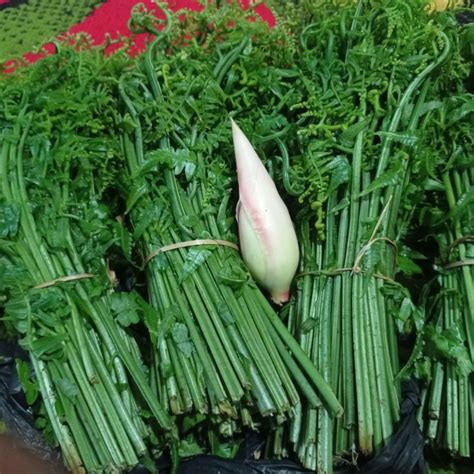 Pakis Sayur Kg Lazada Indonesia