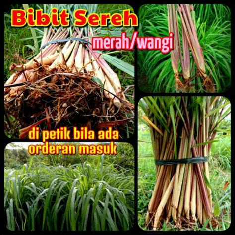 Jual Tanaman Herbal Sereh Wangi Cymbopogon Nardus Serai Merah Obat