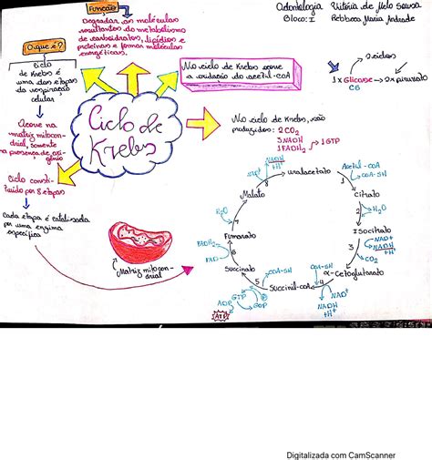 mapa mental bioquimica Bioquímica I