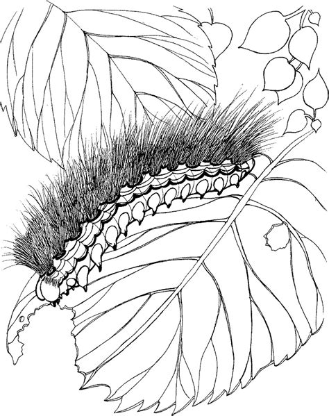 Dibujos De Oruga Para Colorear E Imprimir ColoringOnly