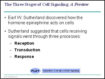 The Three Stages Of Cell Signaling A Preview