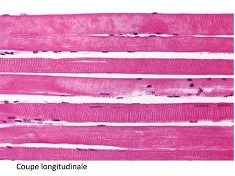 Tissu Musculaire Flashcards Quizlet