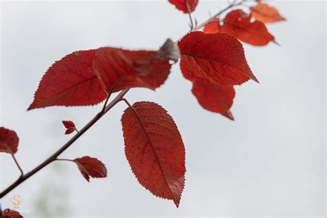 Prunus Cerasifera Nigra Roodbladige Kerspruim