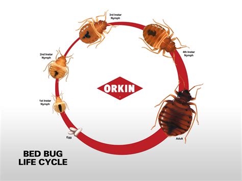 Bedbug Life Stages Bedbug Life Cycle