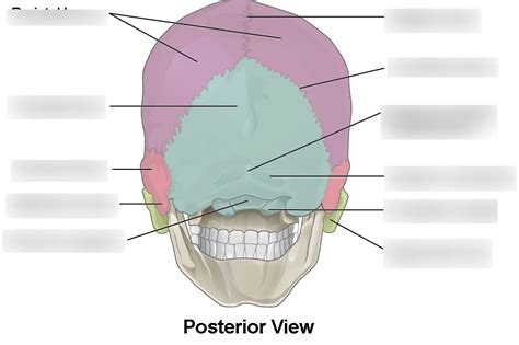 Skull Posterior View Diagram Quizlet