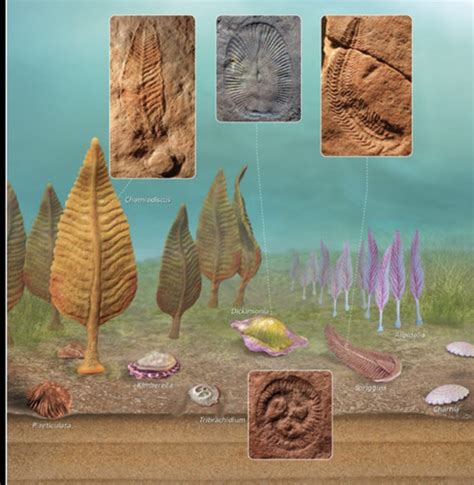GEOLOGY FINAL Flashcards Quizlet