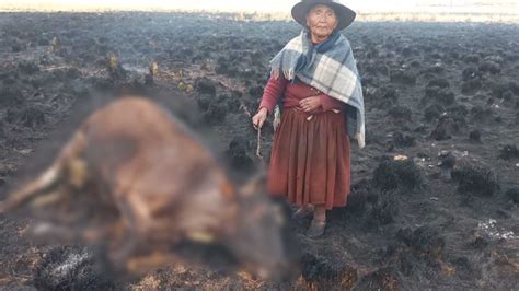 Una Vaca Preñada Murió Electrocutada Tras La Caída De Un Cable En El Distrito De Tiquillaca