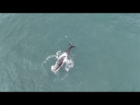 Baleia Franca é avistada em Florianópolis durante temporada de migração