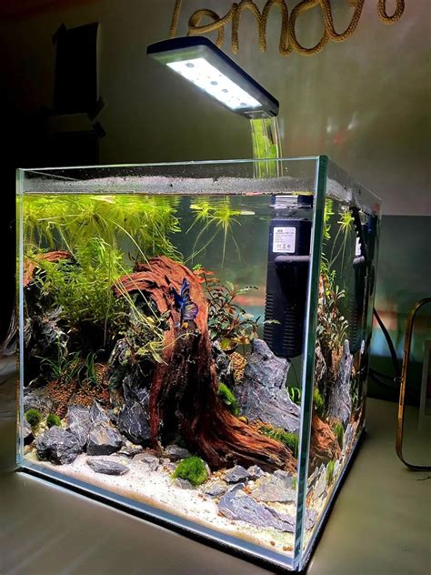 How To Breed Angelfish 15 Steps With Pictures Artofit