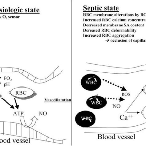 Schematic Relationship Between RBCs WBCs And Endothelium Left Panel