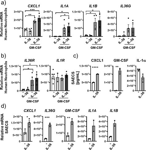 IL 36γ is an upstream inflammatory driver in human neutrophils and