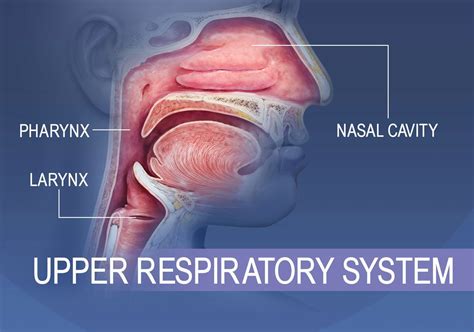 Overview Of The Upper Respiratory System The Nasal Cavity And Throat