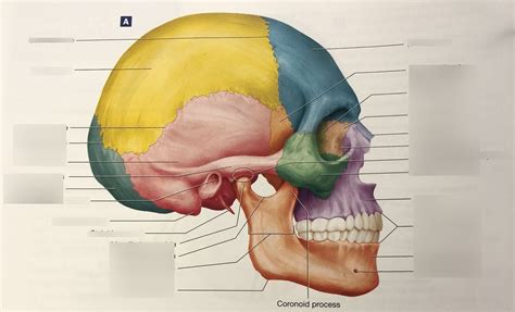 Lateral View Of The Skull Labeling Diagram Quizlet