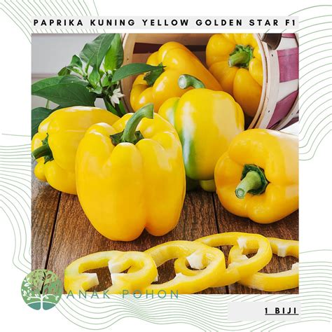 Jual Benih Bibit Biji Paprika Kuning Yellow Golden Star Sweet Bell