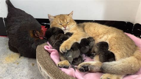 The Hen Watched In Amazement As The Kitten Hugged The Chick Tightly To