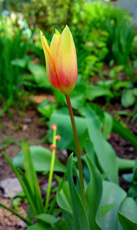 Kwiat Tulipan Tulipany Darmowe zdjęcie na Pixabay Pixabay