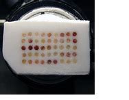 Human FDA CE Standard Normal Frozen Tissue Array 30 Different Human