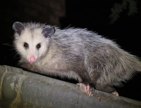 Virginia Opossum Mammals Of Point Pelee National Park Of Canada