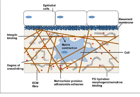 The Extracellular Matrix Structure Composition Age Related