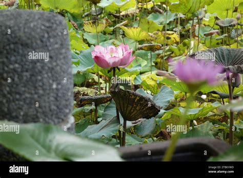 Lotus Flower In Pond Stock Photo Alamy