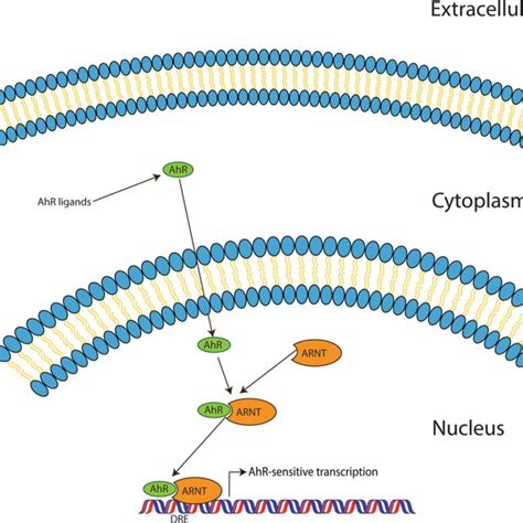 Canonical AhR Signaling The Aryl Hydrocarbon Receptor AhR Can Be
