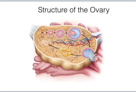 Anatomy Of The Ovary Lab Practical Diagram Quizlet