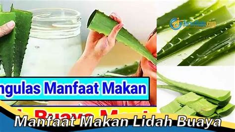 Banyak Yang Belum Tahu Ini Dia 8 Manfaat Makan Lidah Buaya Yang Bikin