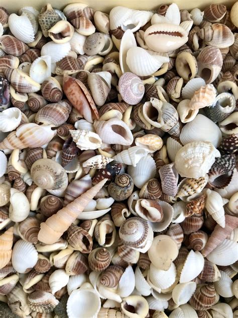 100 Small Seashell Mix Tiny Sea Shell Lot Beach Wedding Decor Sea