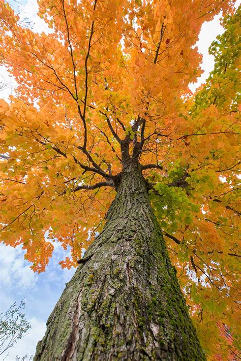 How To Grow And Care For Sugar Maple Trees Gardeners Path