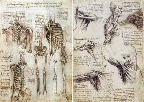 Leonardo Da Vinci Anatomy Drawings Pdf