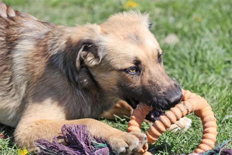 Hundekind Luna Sucht Liebevolles Zuhause Geb Ca Oktober 2023