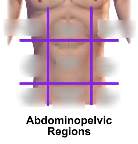Abdominopelvic Regions Diagram Quizlet