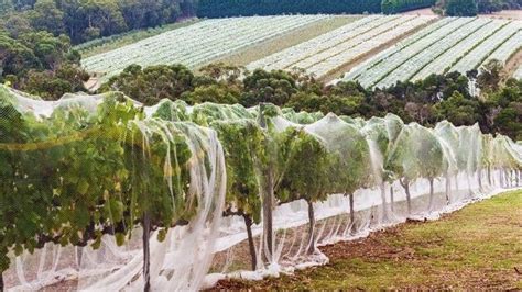 Secretos De Las Redes Para Rboles Frutales Lo Que Necesita Saber