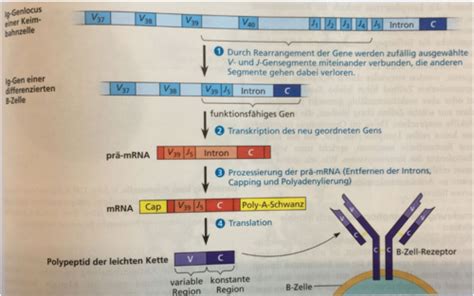 Immunologie Teil 1 Flashcards Quizlet