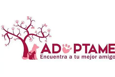 Requisitos Para Adoptar Un Perro Lo Que Debes Saber Para Adoptar Una