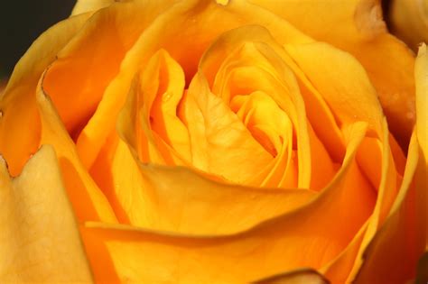 Reste Sig Blomma Kronblad Gratis foto på Pixabay Pixabay