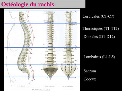 PPT Cours n5 Ostéologie et arthrologie du squelette axial PowerPoint