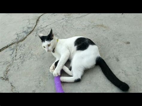 Mochi Kucing Lucu Bermain Pop Light YouTube