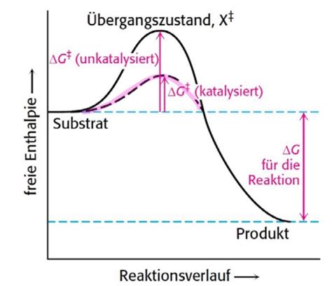 Biochemie Enzymkinetik Flashcards Quizlet