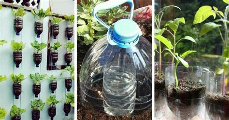 Cómo hacer macetas de autorriego con botellas de plástico Ecología