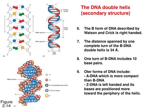 PPT STRUCTURE OF DNA 1 Primary Structure 2 Secondary Structure 3